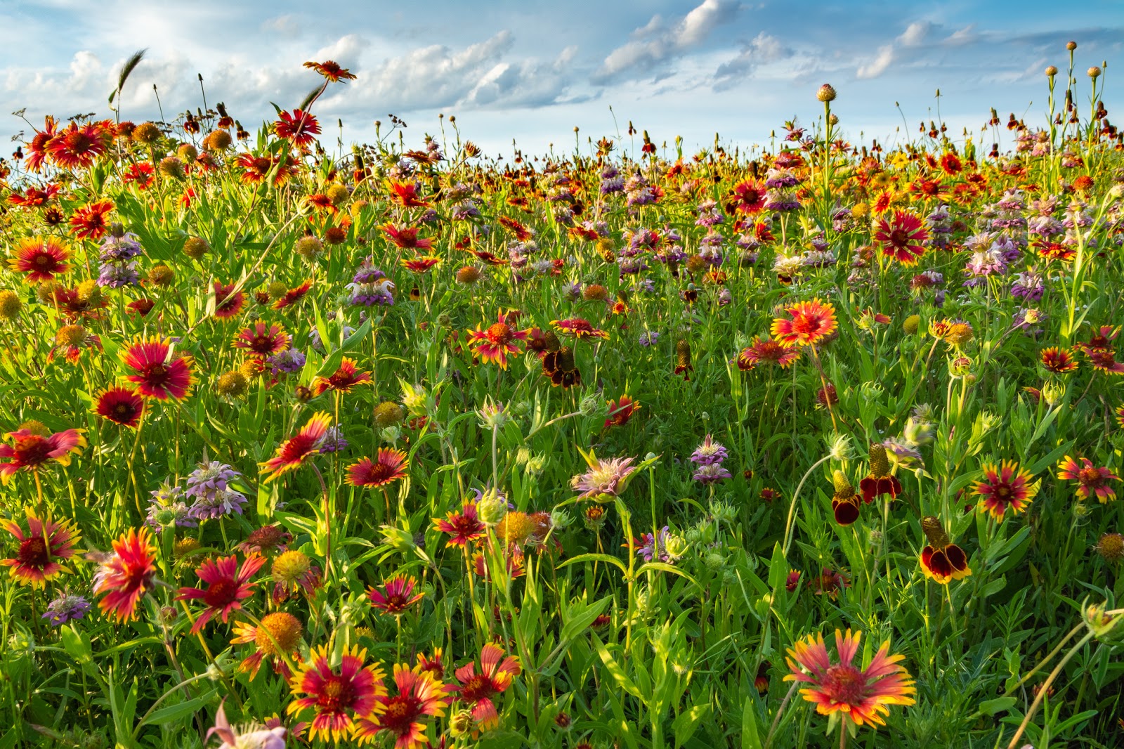 A Tree Falling: The Flower Mound, Sunset: May 2020