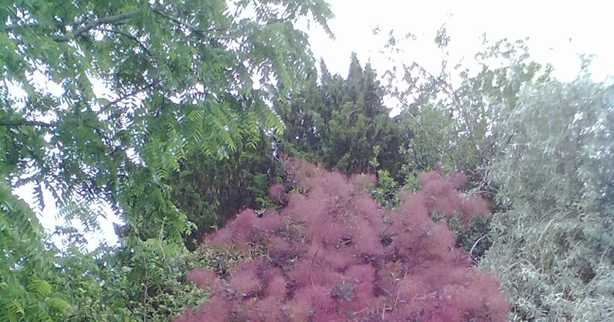 Rachel the Gardener: Cotinus coggygria: time for the annual prune.