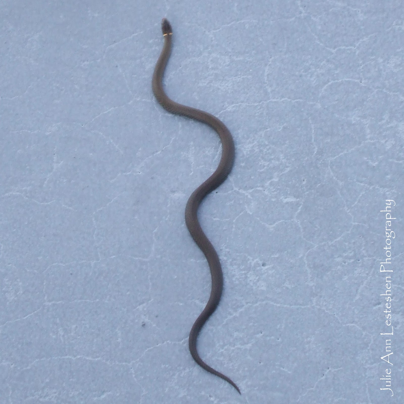 Julie Ann Brady : Blog On: Florida Ringneck Snake