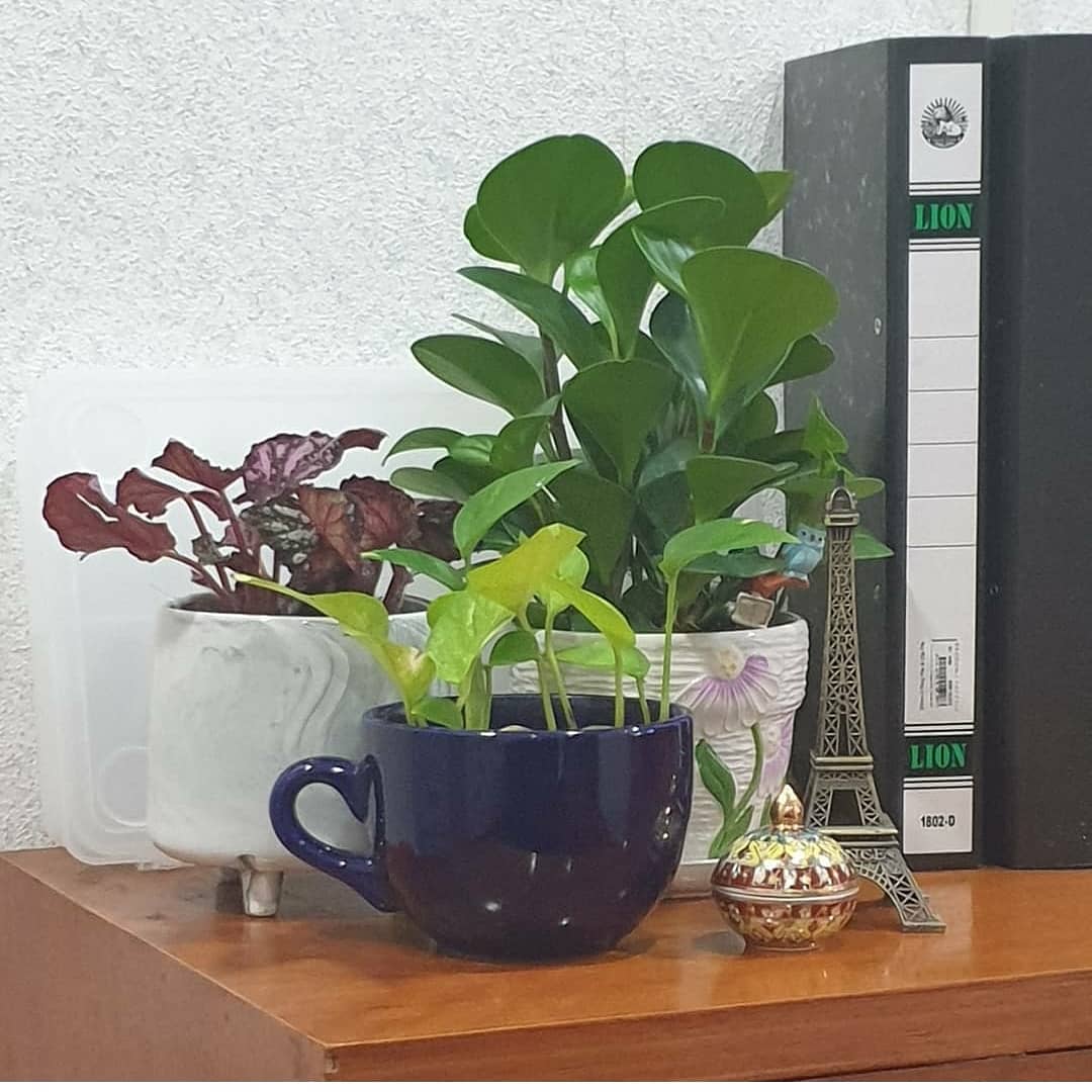 Pokok office | Life Is Beautiful