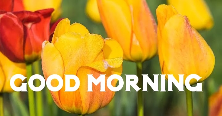 Top 10 Good Morning Images greating Pictures,Photos for Whatsapp ...