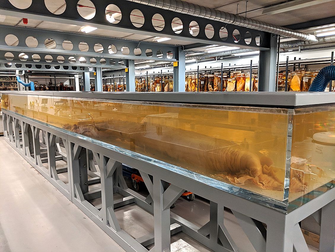 OTIS (Odd Things I've Seen): Titans of Biology: Archie the Giant Squid ...