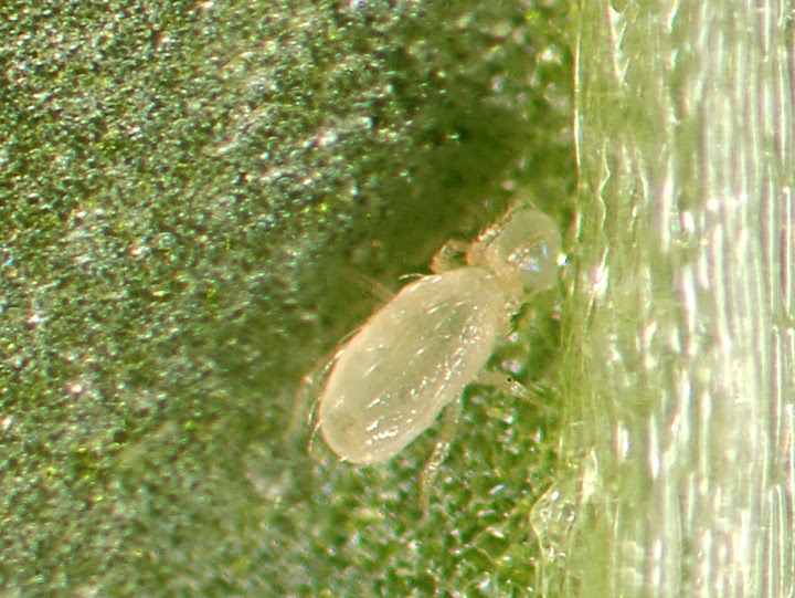 Variety of Life: Phytoseioidea