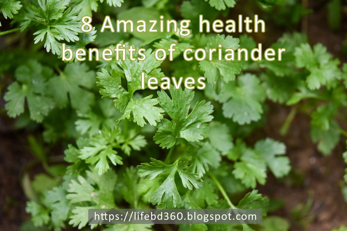 8 Amazing health benefits of coriander leaves | Life in Bangladesh