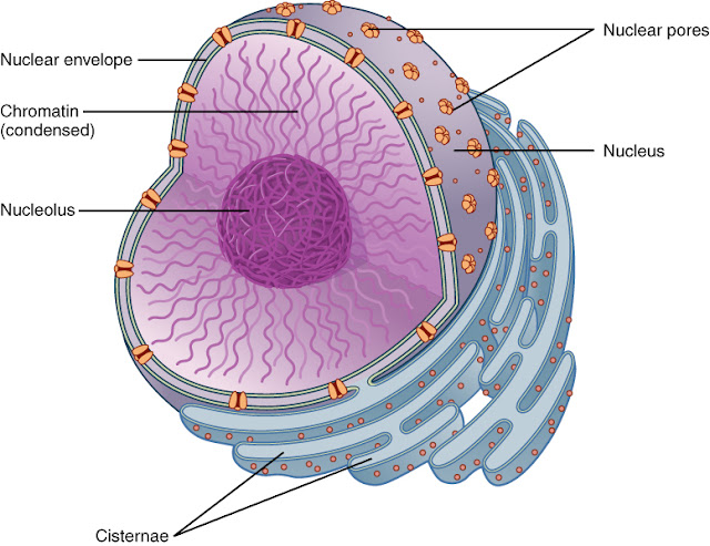 Ultrastructure of nucleus
