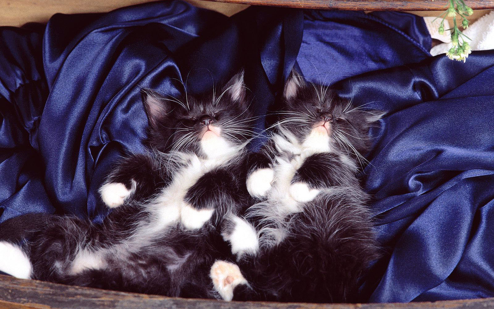 40 prachtige katten wallpapers en foto's