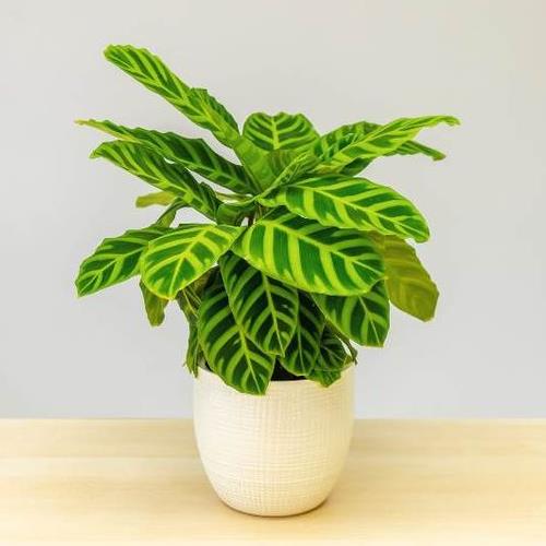 Jenis Calathea Untuk Tanaman Hias dalam Rumah - Kumpul & Sebar ...