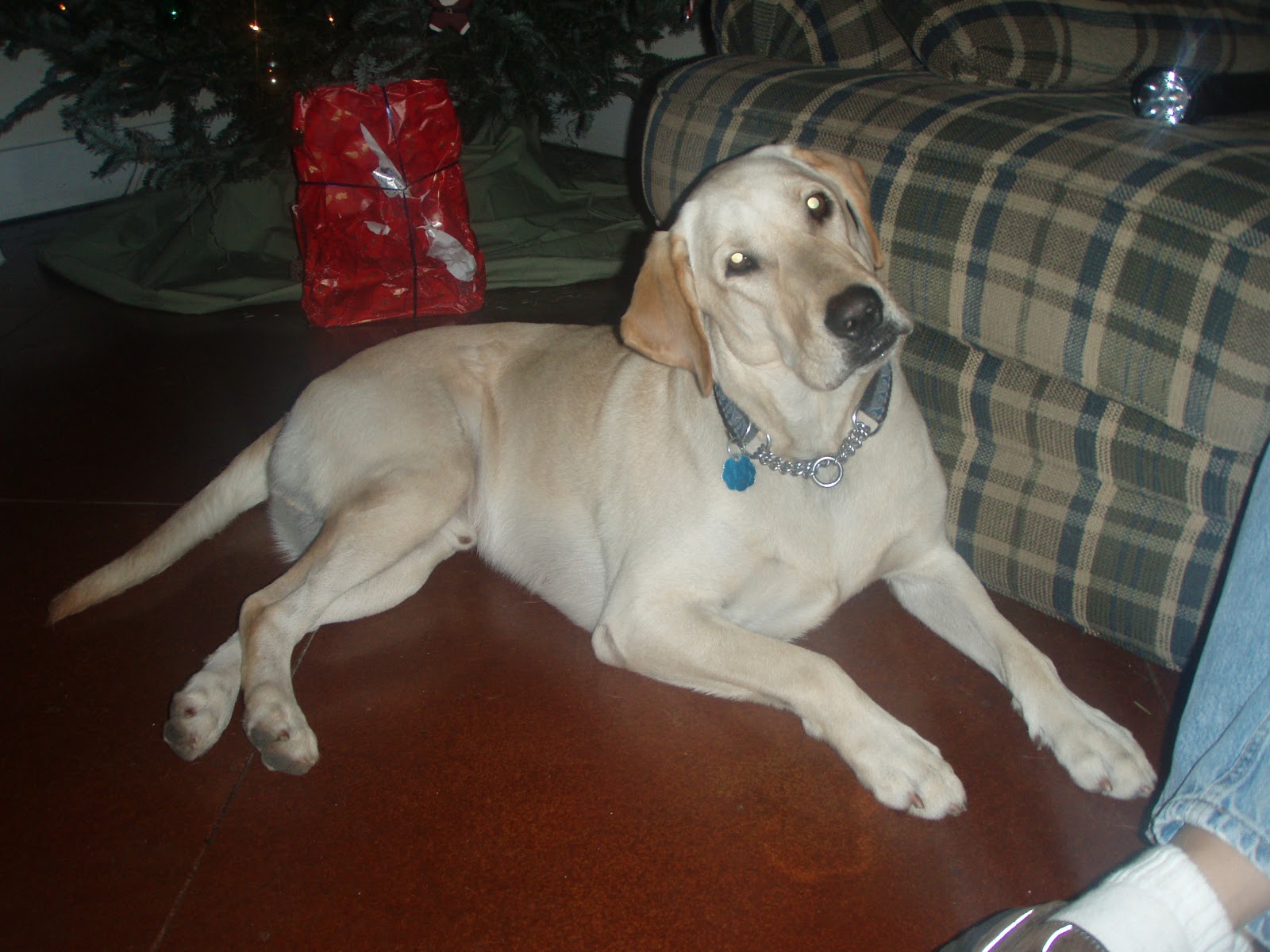 Every Little Thing: Heres one satisfied dog