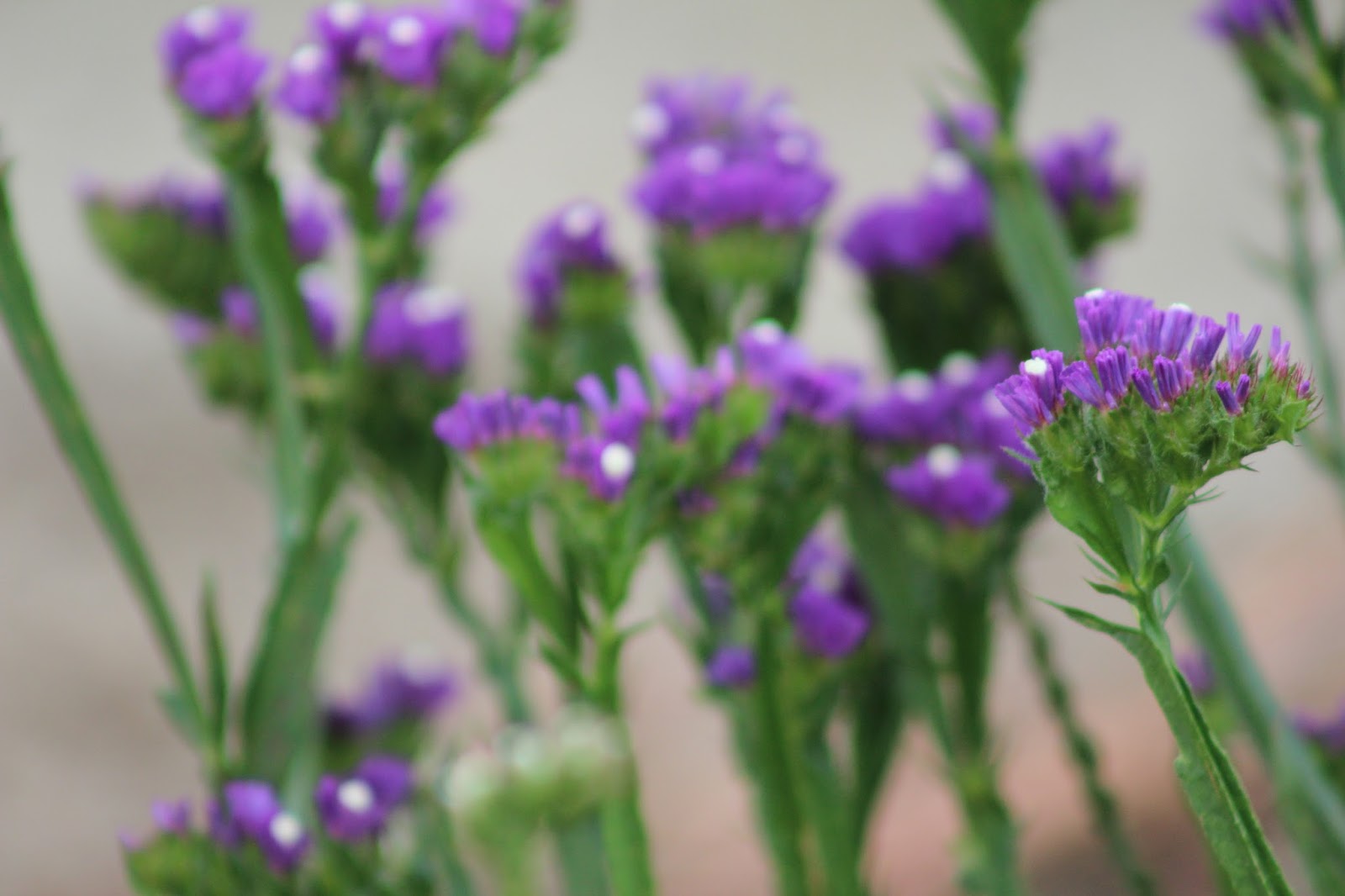 Perfumes y luces de Extremadura: Limonium sinuatum, siempreviva. Mis ...