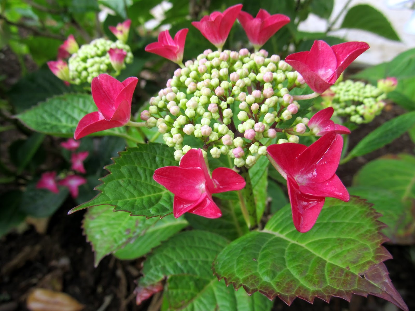 Cittaslow Botanik Park: ORTANCA ÇİÇEĞİ ( Hydrangea macrophylla )
