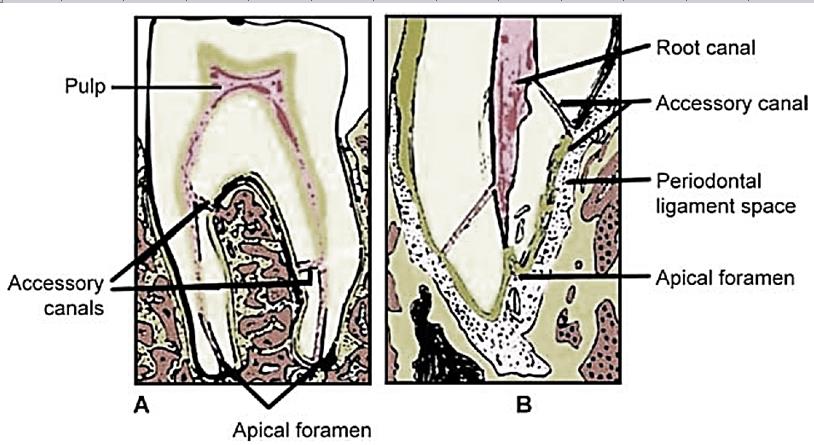 Dental pulp 1 l Oral histology and biology MCQs for dental students ...