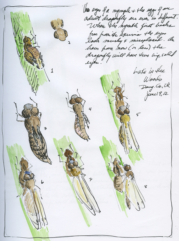 Sketching in Nature: Dragonfly Emerging