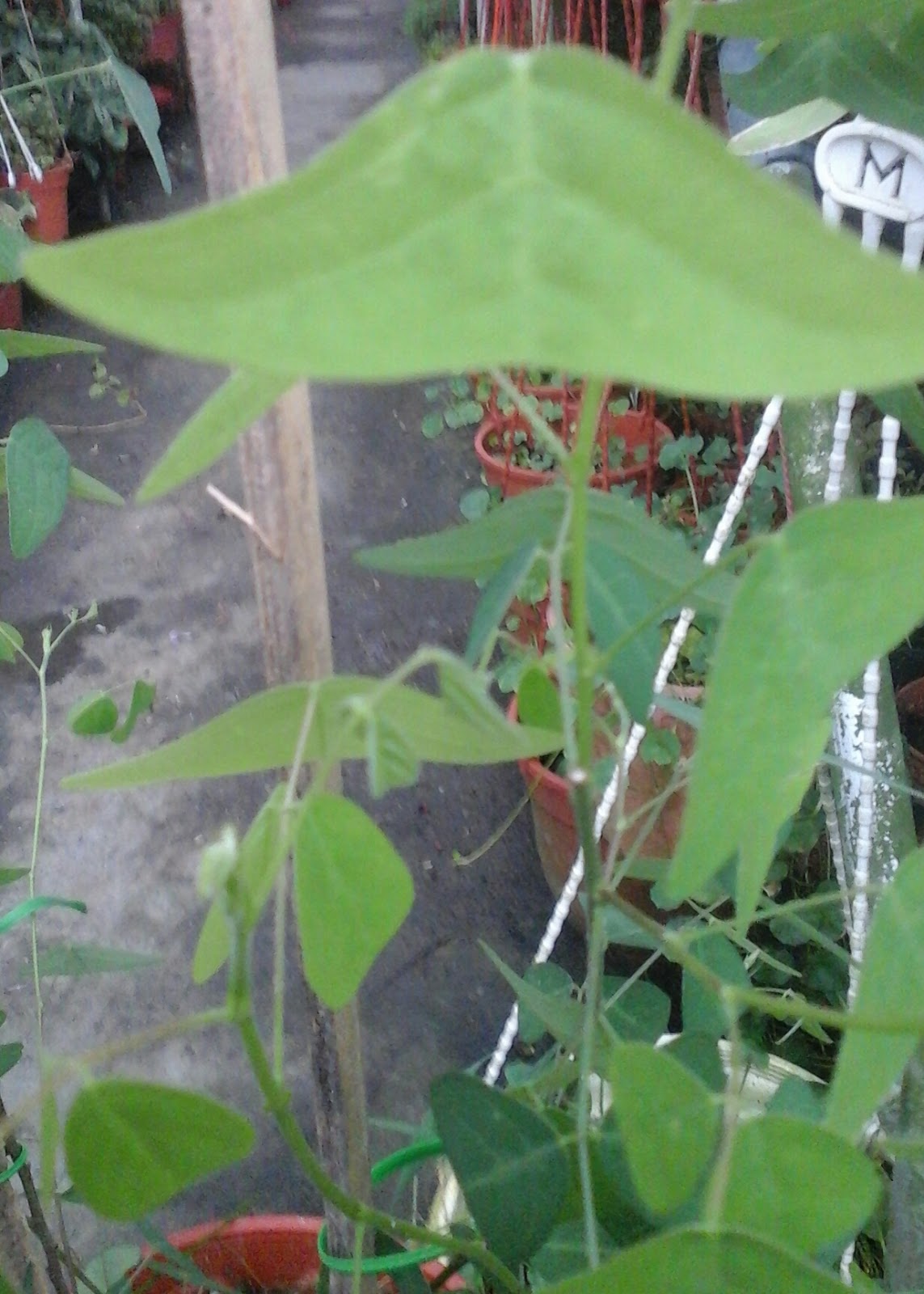 SHAMZA AGRO PRODUCT: POKOK RERAMA