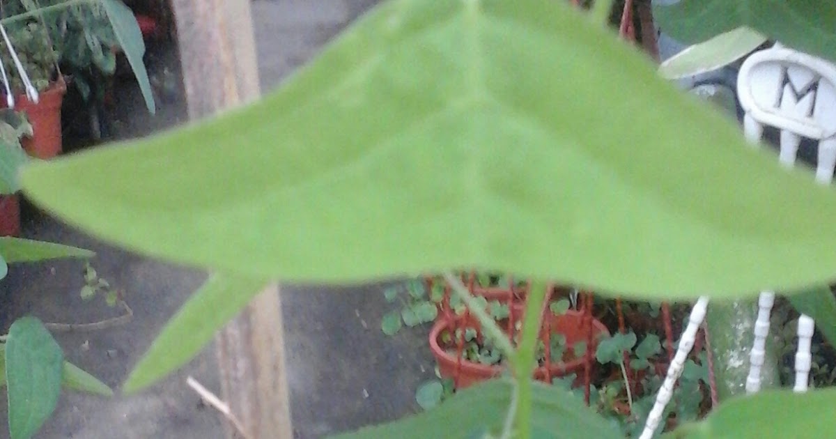 SHAMZA AGRO PRODUCT: POKOK RERAMA