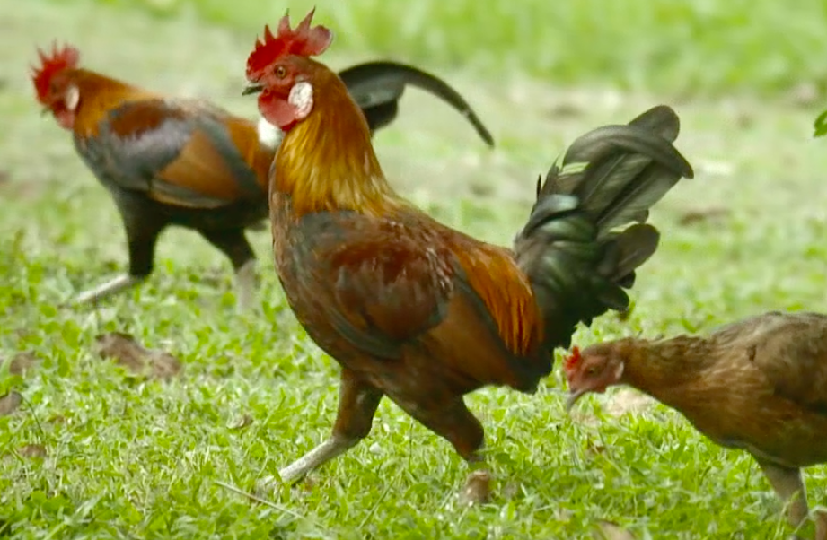 Under The Angsana Tree: Chicken-culling saga in Year of the Rooster