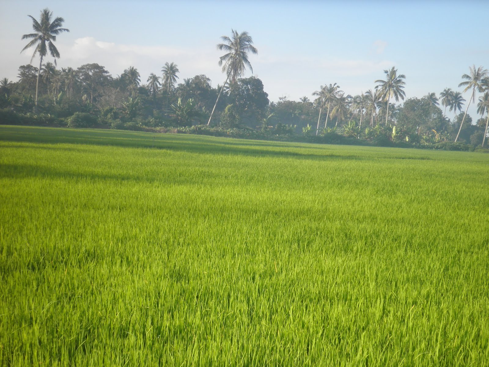 BiosLogos: Kedah negeri jelapang padi