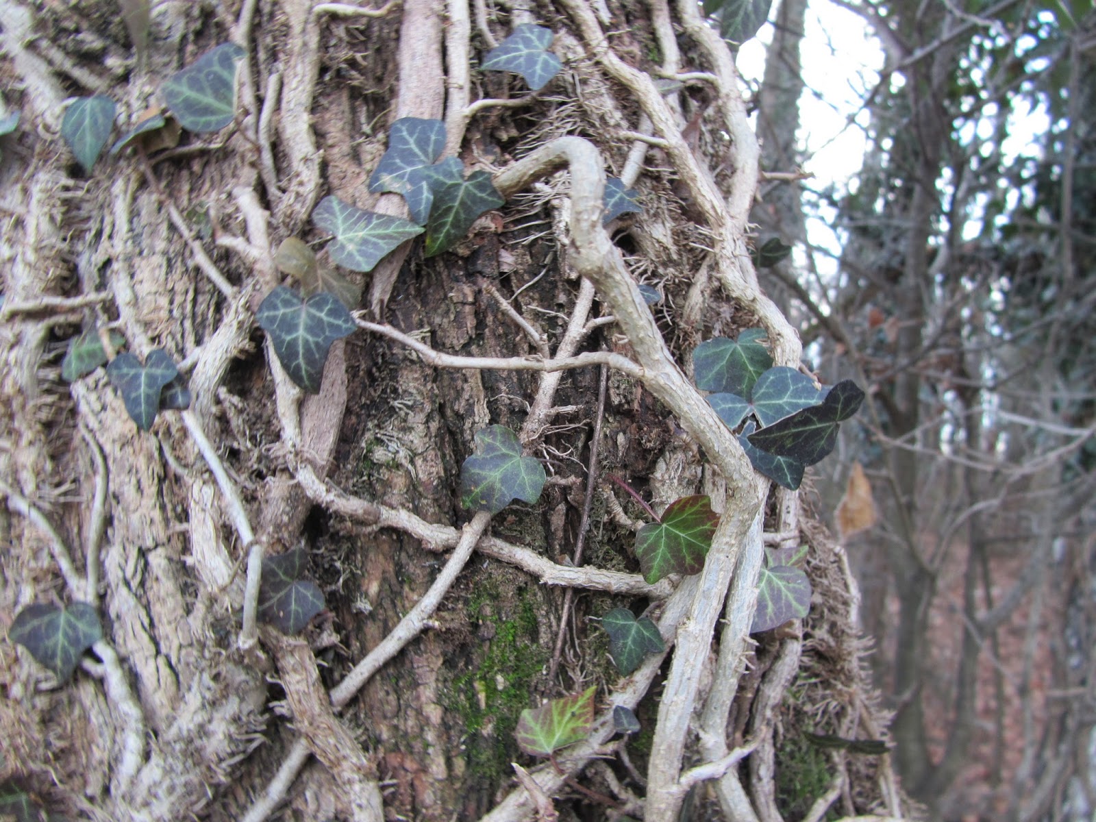 A Cosa Servono le Radici di un Albero? Quanti Tipi di Radici ci Sono ...