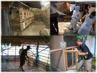 Sanitasi kandang ayam sangat penting di tengah wabah Covid-19