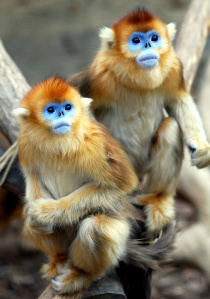 Golden Monkey, Kera Yang Mirip Sun Gokong | Fauna Gue