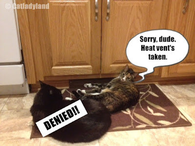 Catladyland: Cats are Funny: Cat Conversation is Heated