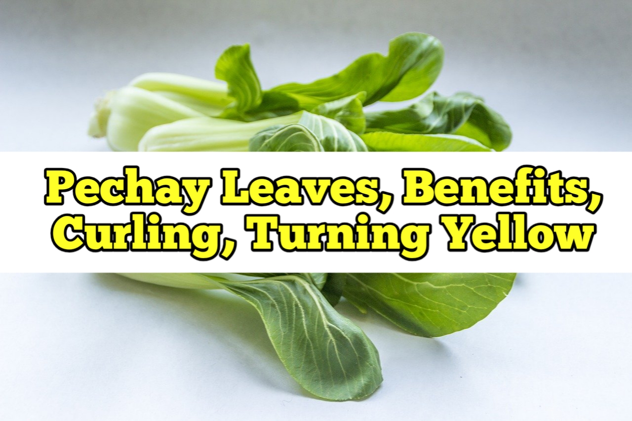 Pechay Leaves, Benefits, Curling, Turning Yellow - Cool Pechay