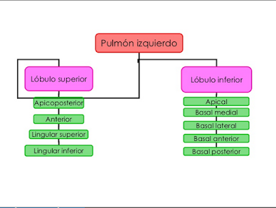 Anatomía de pulmón : SEGMENTACIÓN PULMONAR Y ZONAS DE WEST