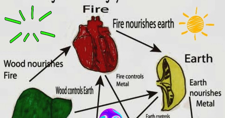 Acuworld: Solid Organs And Hollow Organs