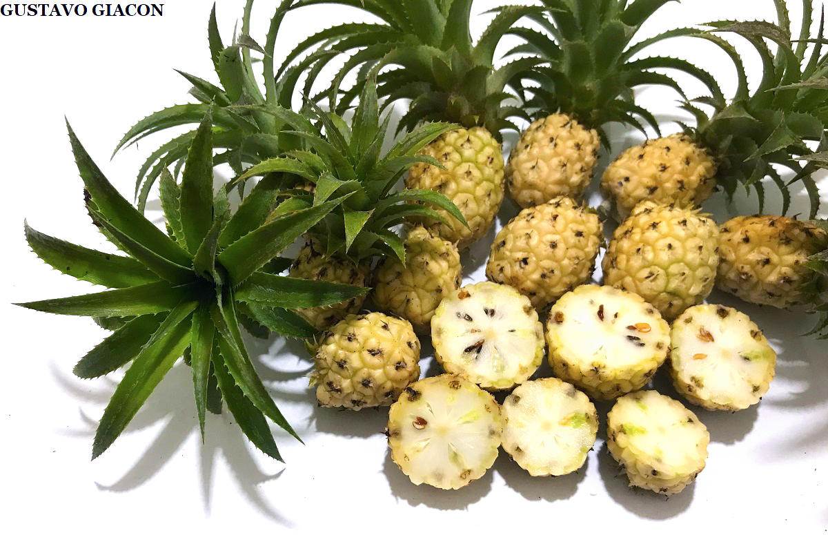 Viveiro Ciprest - Plantas Nativas e Exóticas: Abacaxi do Mato ou Mini ...