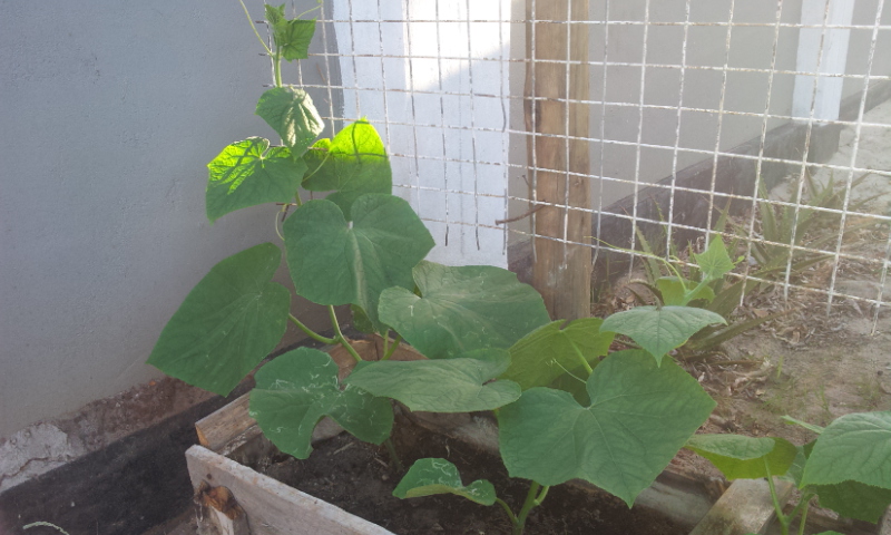 MITIKI -KILIMO KWANZA: KILIMO BORA CHA MATANGO - KWENYE VYOMBO