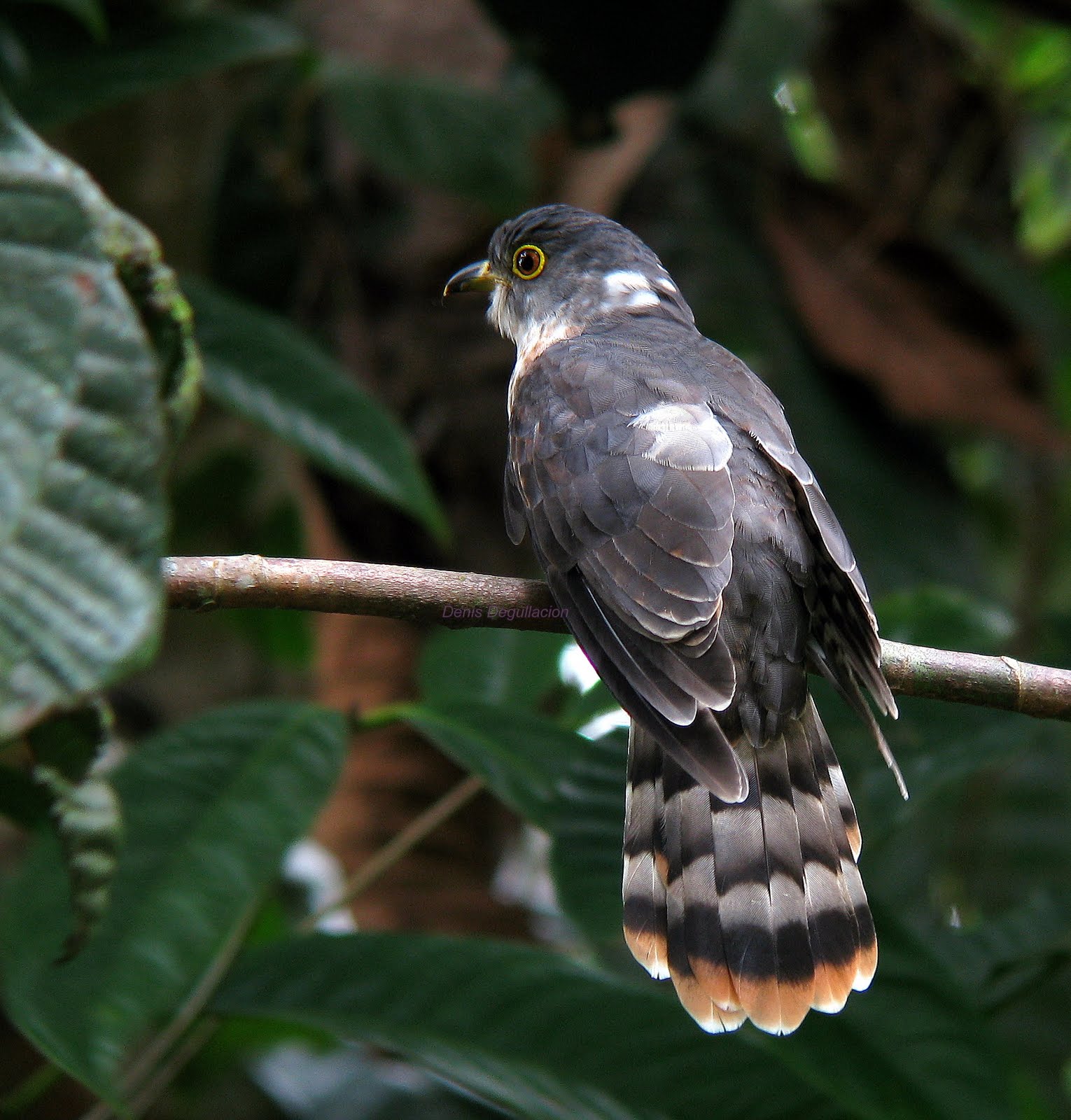 Denis Degullacion | Birding | Digiscoping | Photography |: Hodgson Hawk ...
