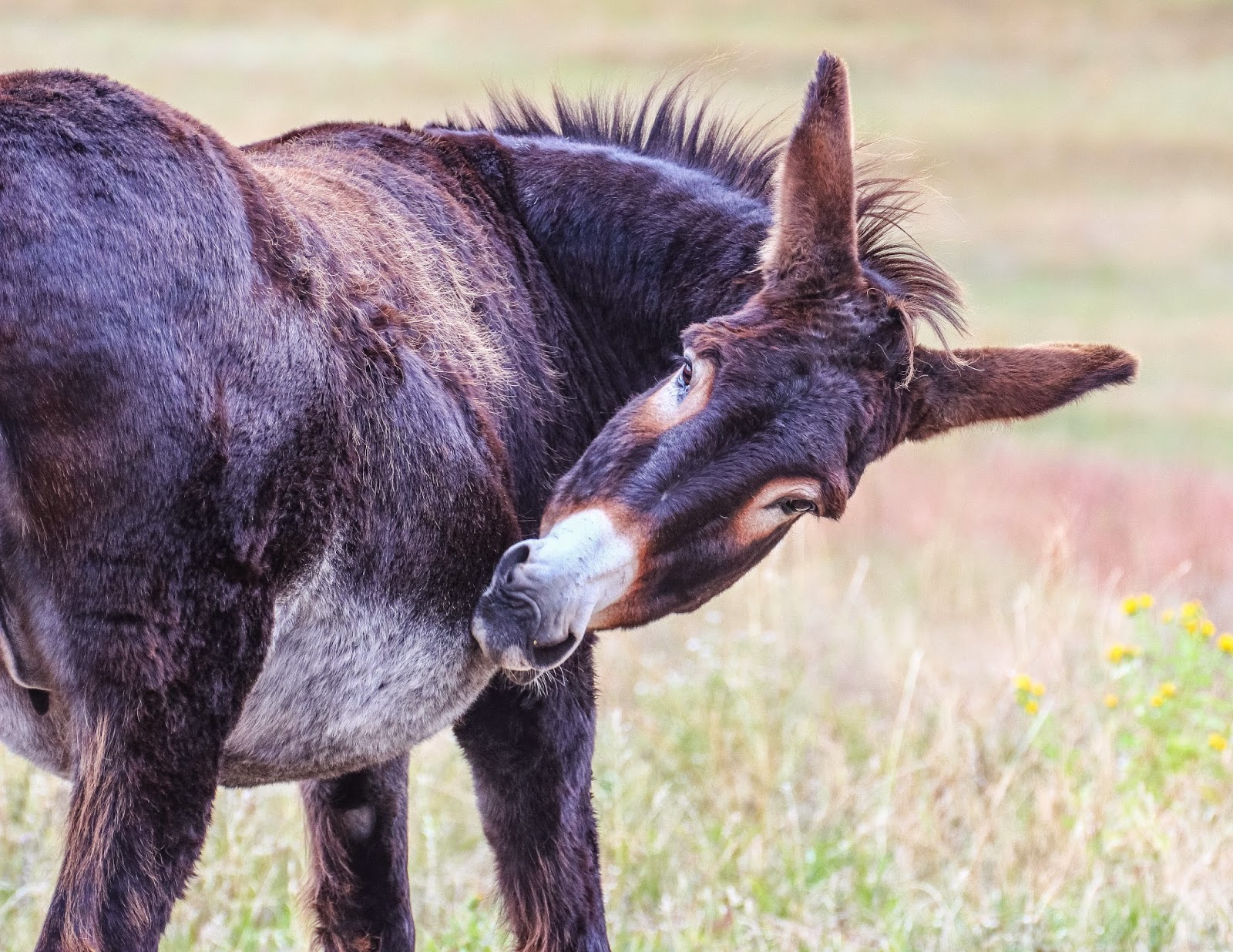 Cannundrums: Wild Burro - South Dakota