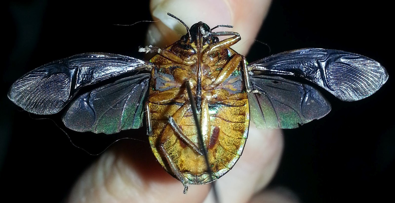 Little Creatures That Rule the Earth: Mystery Peruvian Beetle(Bug?) and ...