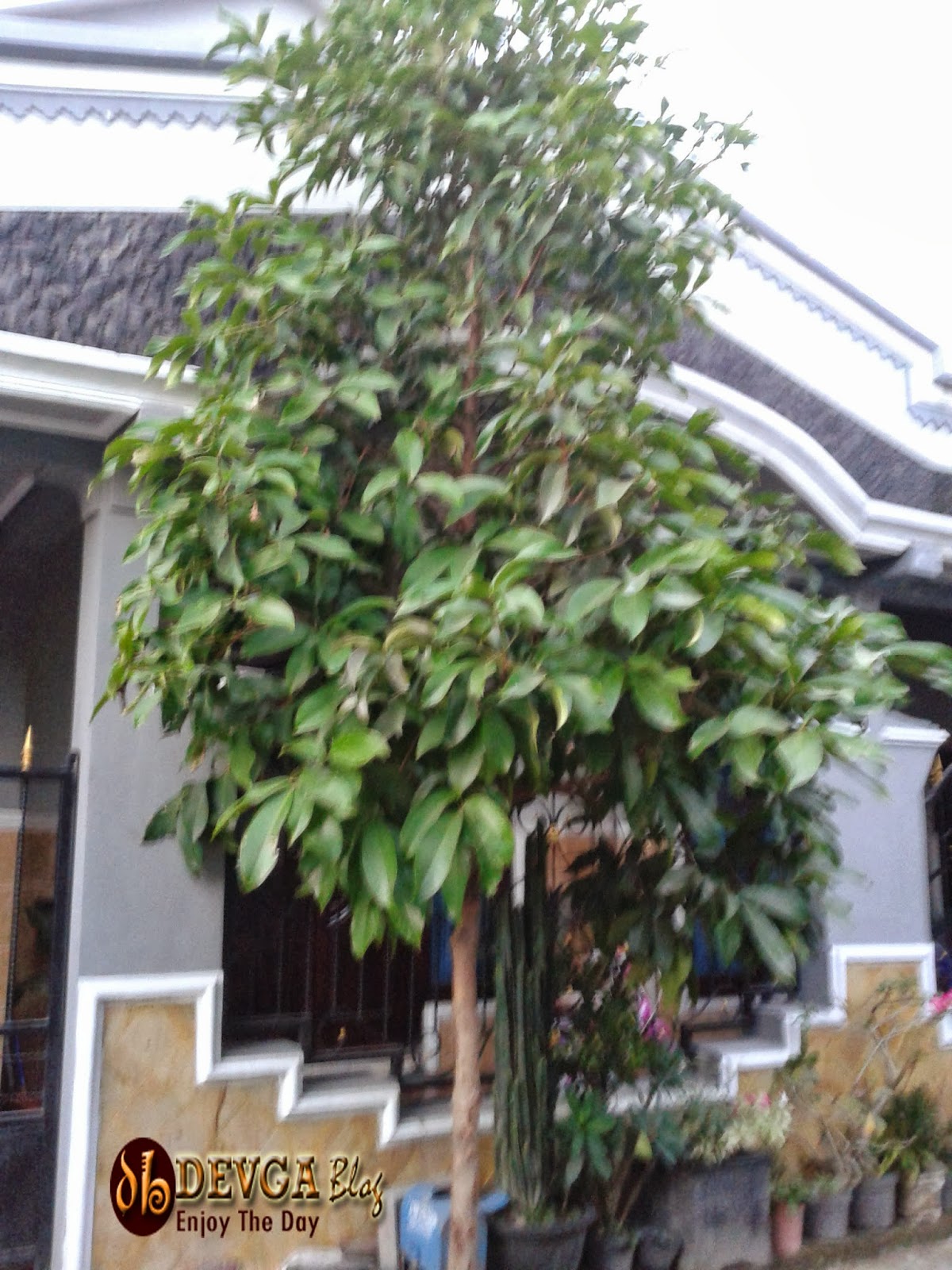 10+ Keren Abis Gambar Buah Jambu Darsono