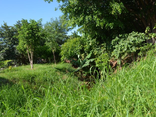 BIBOCA AMBIENTAL : É PLANTA OU É MATO?