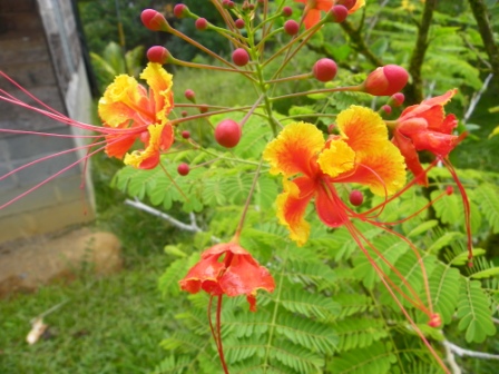 Macata | Flore de l’île de la Réunion