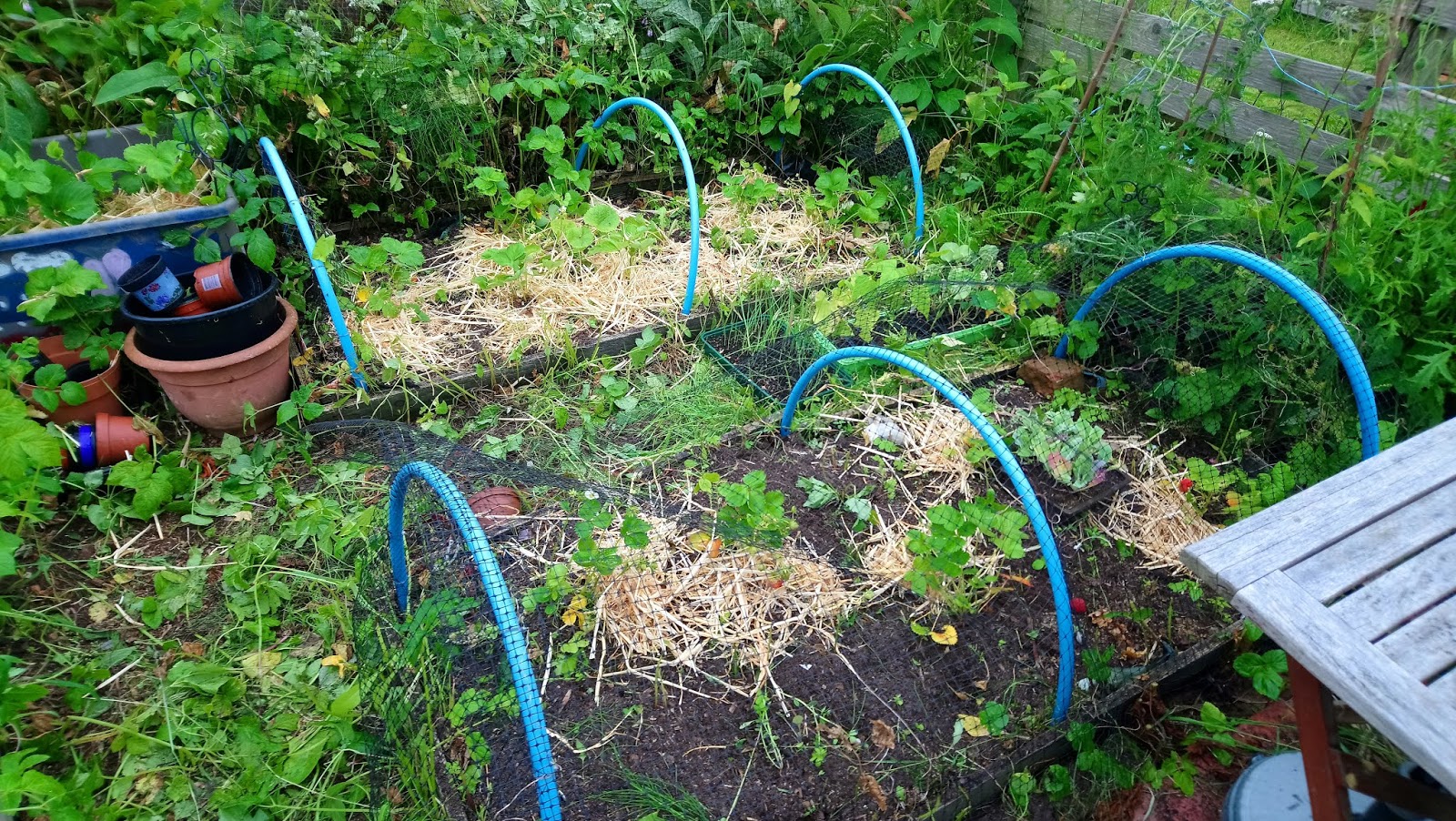 Allotment #65: A weekend of weeding & clearing! Picking crops too.