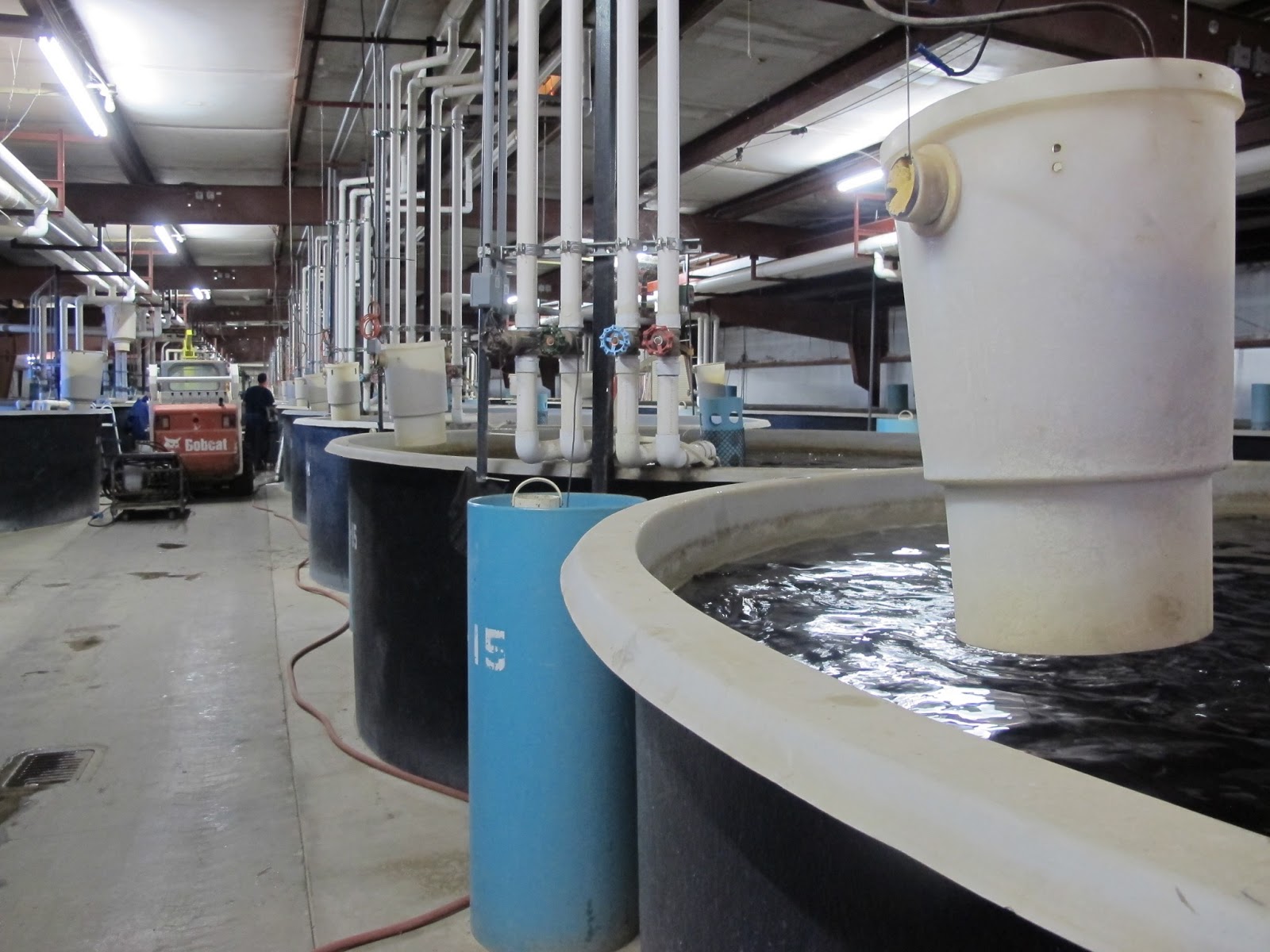 Caviar Harvesting is Almost Complete at Sterling Caviar - Munchie Musings