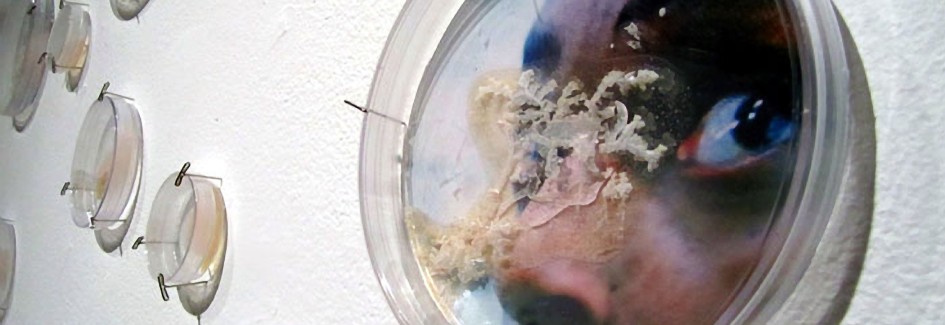 Real Human Eyeball Cut In Half