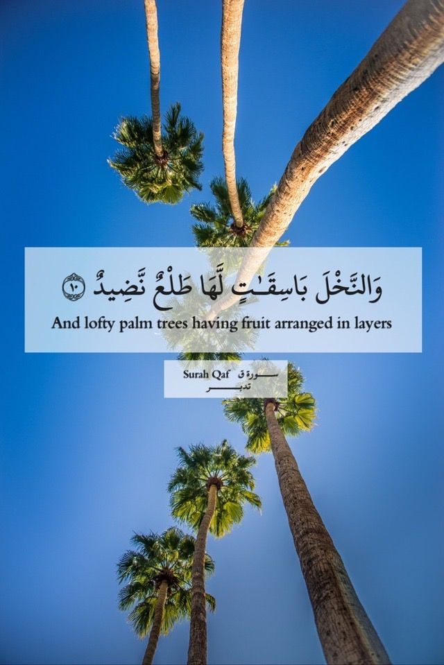 Lessons in Islam: Healing by Nakhl - Date Palm Tree