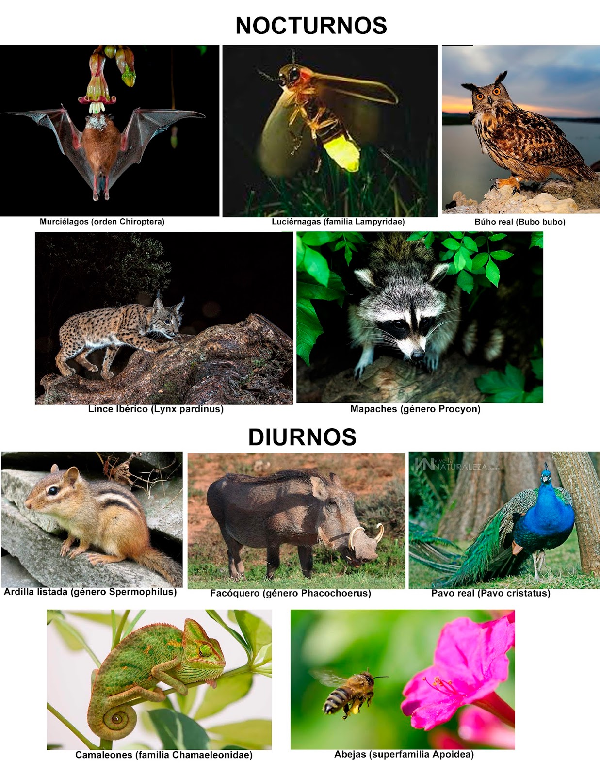 Recursos escolares: Animales Nocturnos y Diurnos (varias imágenes)