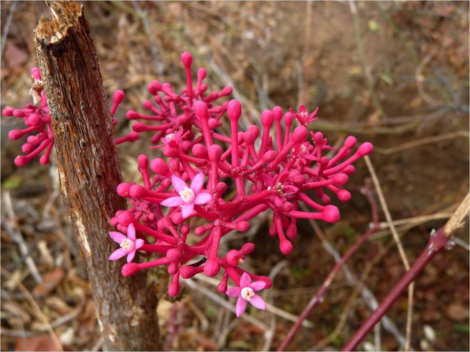 Cuidado de los Ecosistemas de la Región Tumbes.