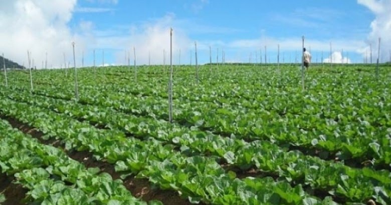 Albania produces over 1 million tons of vegetable per year - Oculus News