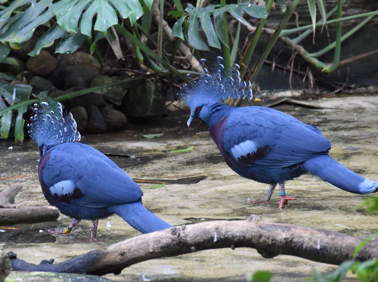 ZOOTOGRAFIANDO (6.100 ANIMALS): GOURA VICTORIA / VICTORIA CROWNED ...