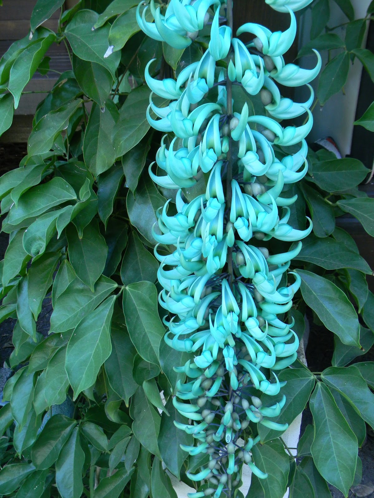 Jardin Lilikoi: Fleurs de liane de Jade