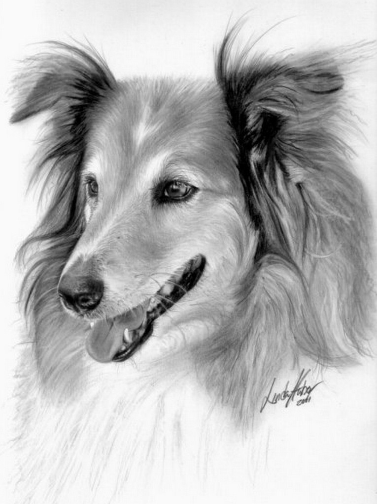 Dibujos de animales a lápiz - Dibujos a lapiz | Realistic drawings ...