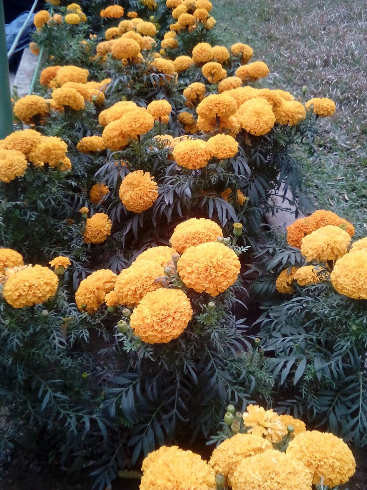 Marigold flowers - Anipet Plants Gallery