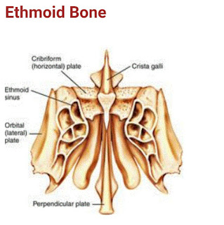 Ethmoid Bone - www.24wikiss.blogspot.com