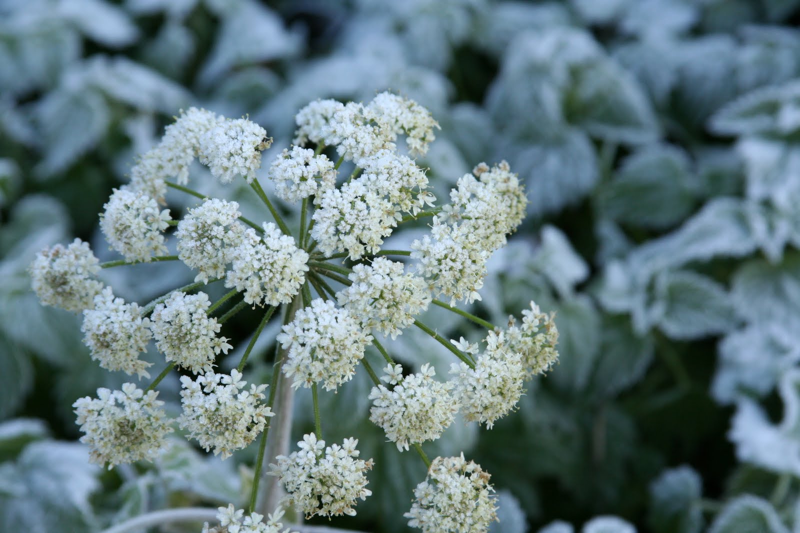 BelgiumBarb: Frost On The Flowers