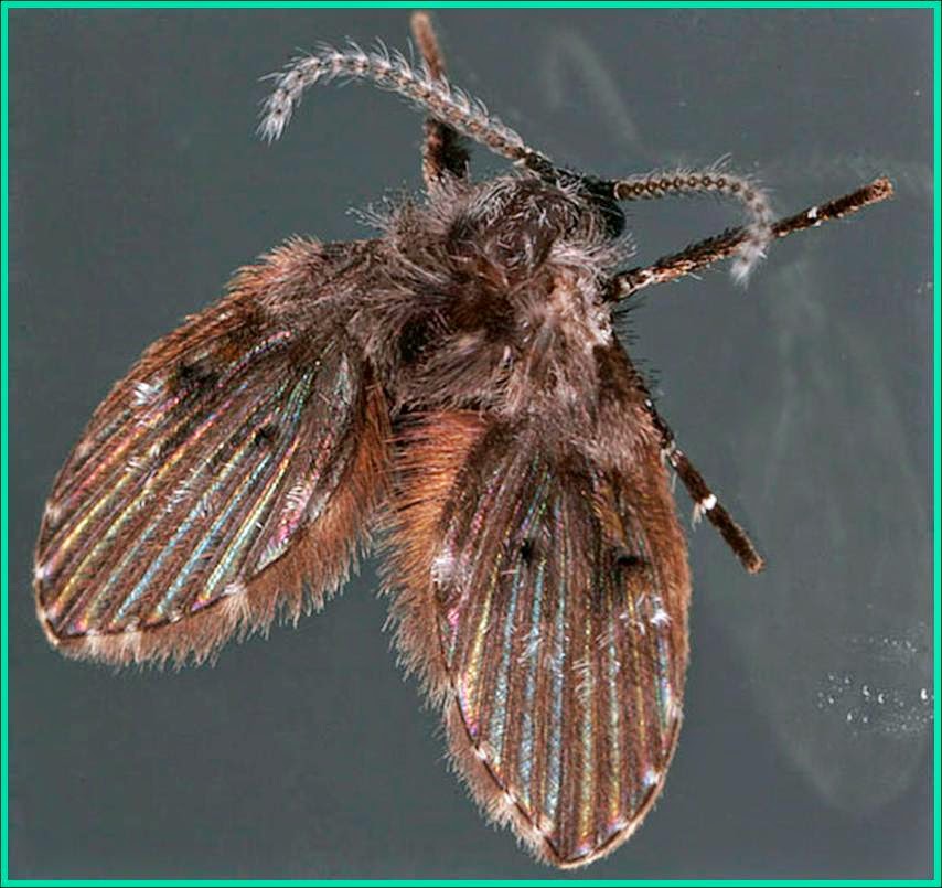 How To Get Rid Of Fruit Fies In Your House Using Natural Remedies