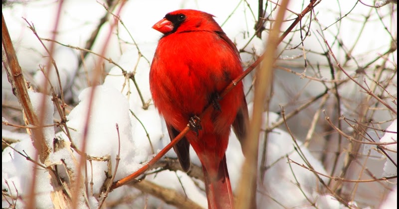 The cardinal is back, and also a quick note...